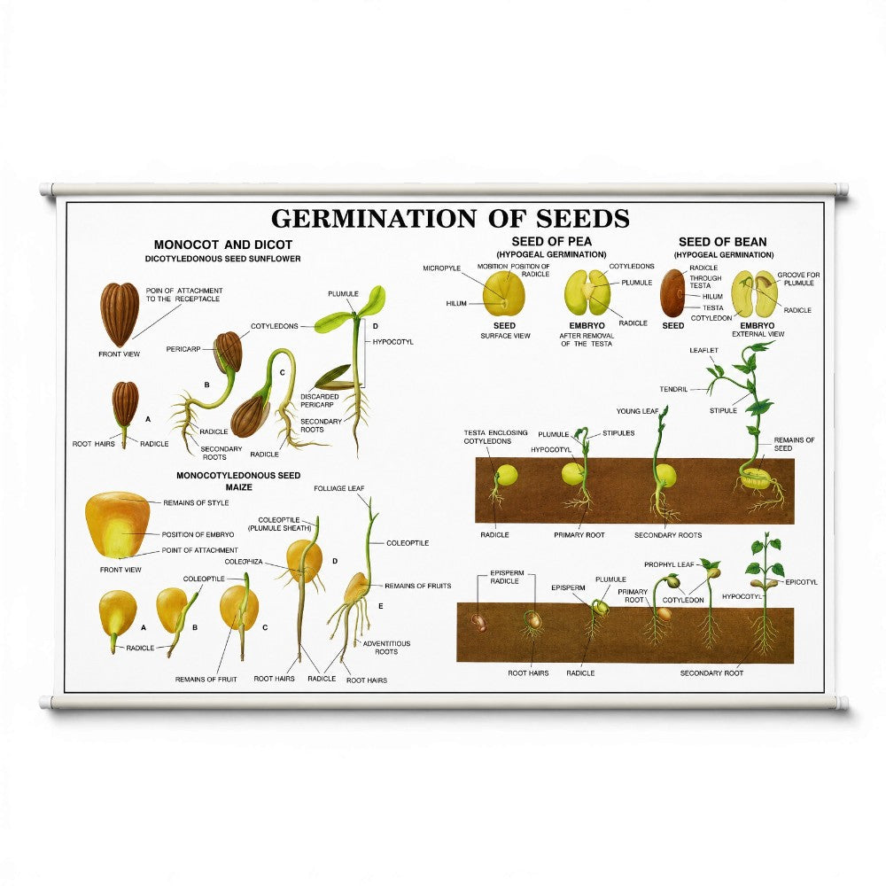 Germination of Seeds Wall Chart | Delta Educational Supplies NZ – Delta ...