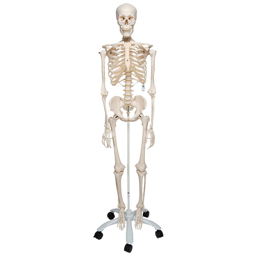 Human Skeleton Model “Stan” – Life-Size with Stand & Castors (3B Scien ...