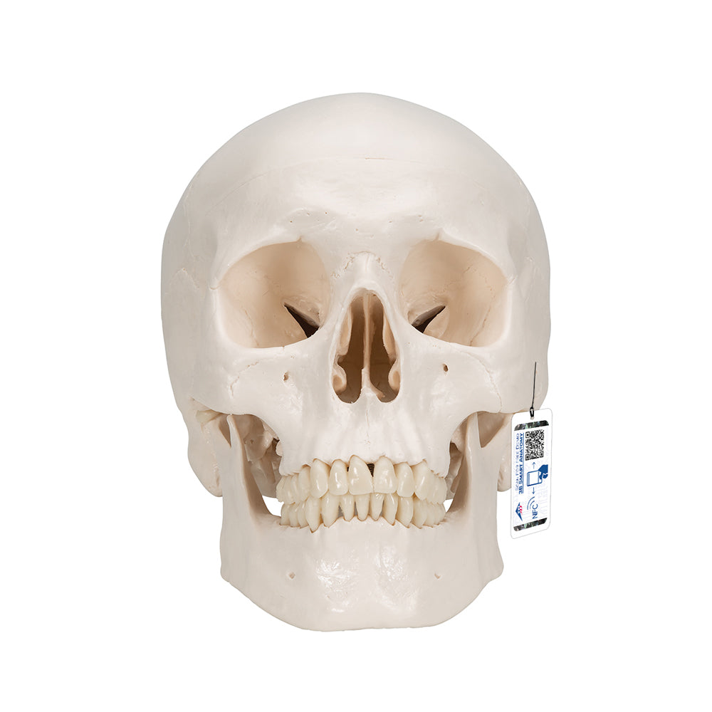 Classic Human Skull Model – 3 Part (3B Scientific®) – Delta Educational ...